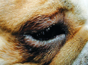 Entropion y Ectropion – Bulldogit.cl