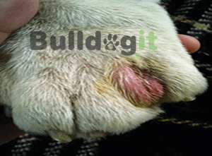 Quiste Interdigital – Bulldogit.cl